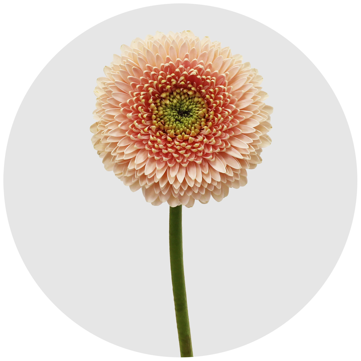 Гербера мини Белфи помпон (Pomponi Belfi)