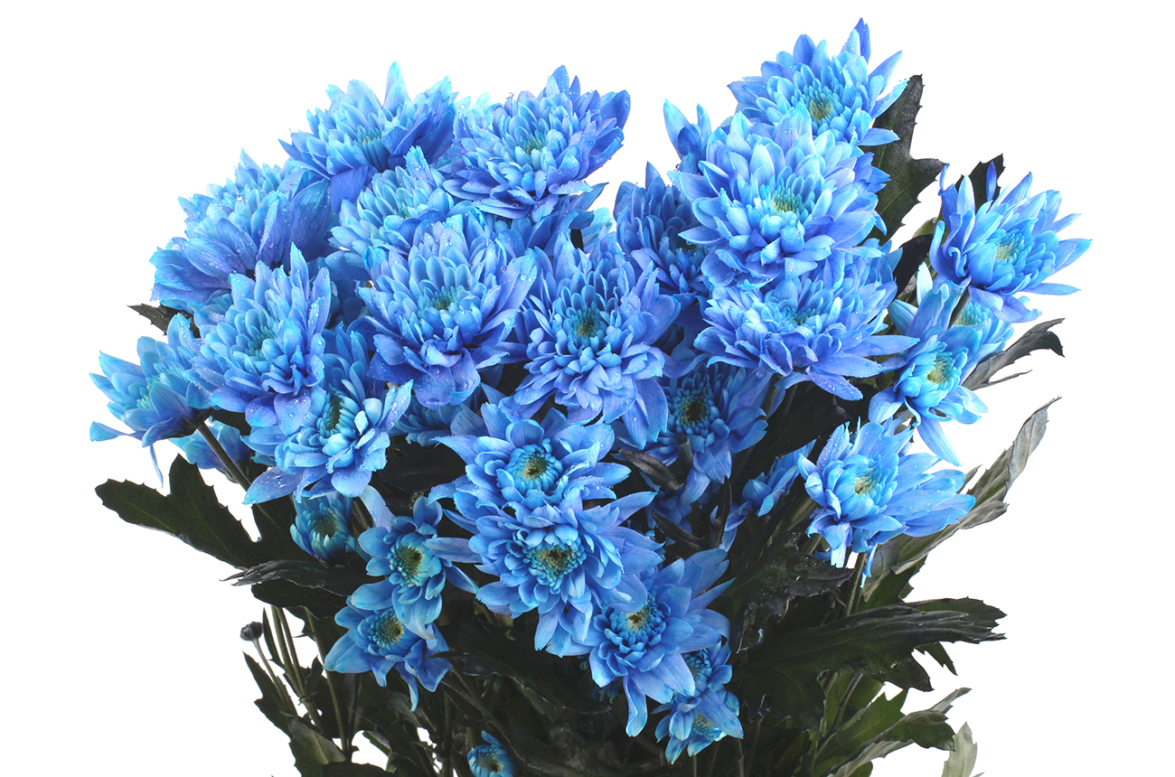 Хризантема кустовая Евро крашеная синяя (Euro pnt blue)