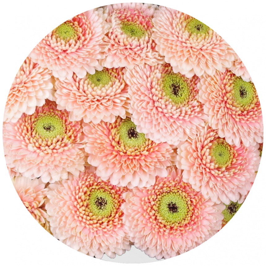 Гербера мини Белфи помпон (Pomponi Belfi)