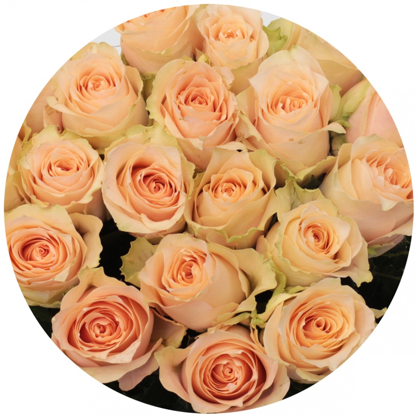Роза Хармони ин пич (Harmony in Peach)