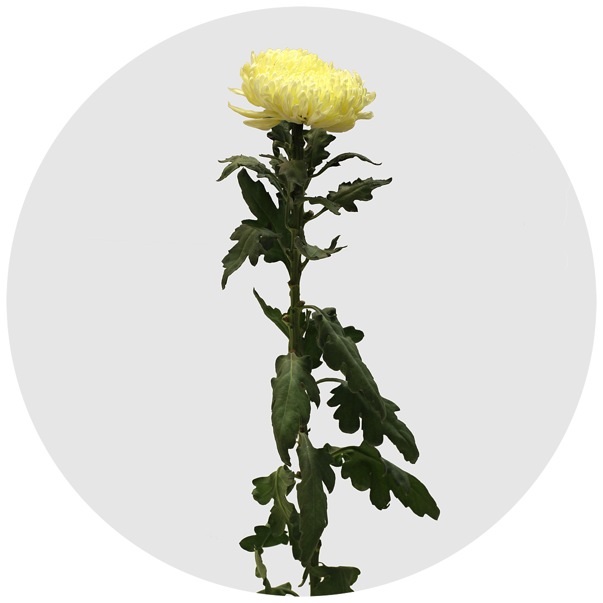 Хризантема одноголовая Россано (Rossano)