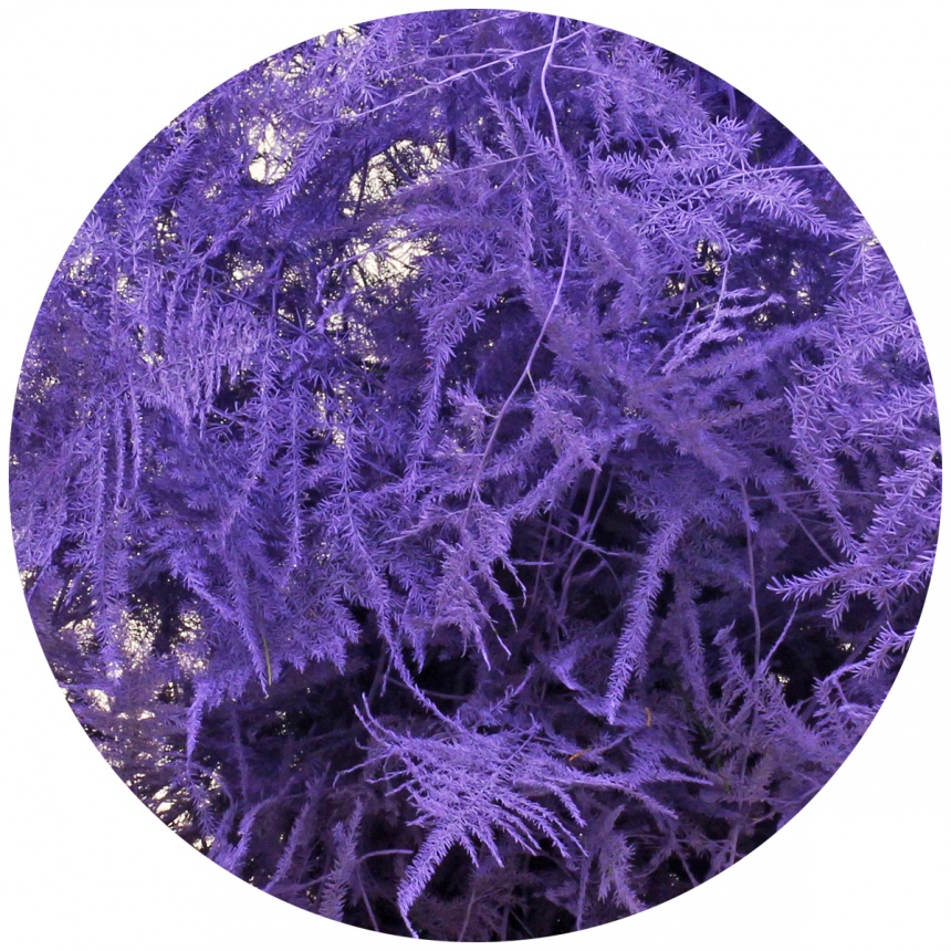 Аспарагус перистый крашеный милка (Asparagus plumosus painted milka)