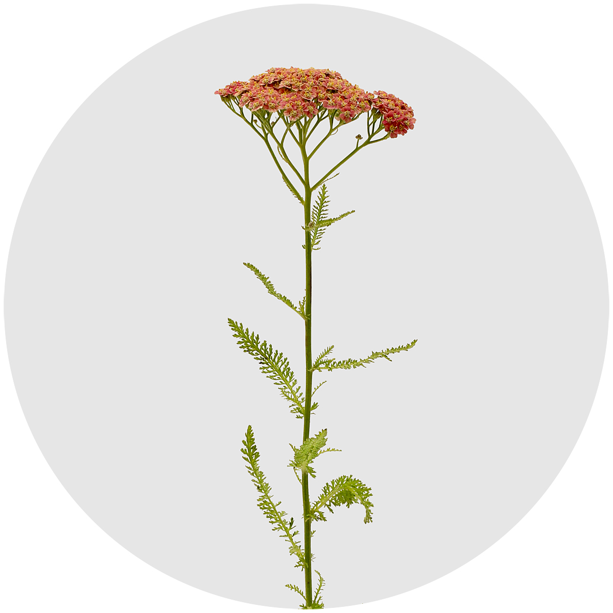 Ахиллея розовая (Achillea pink)