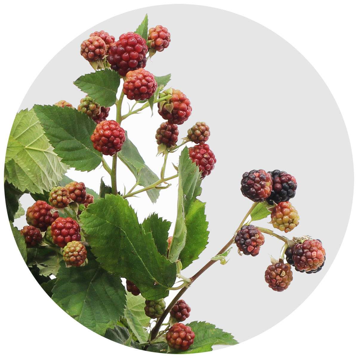 Рубус Честер (Rubus Chester)