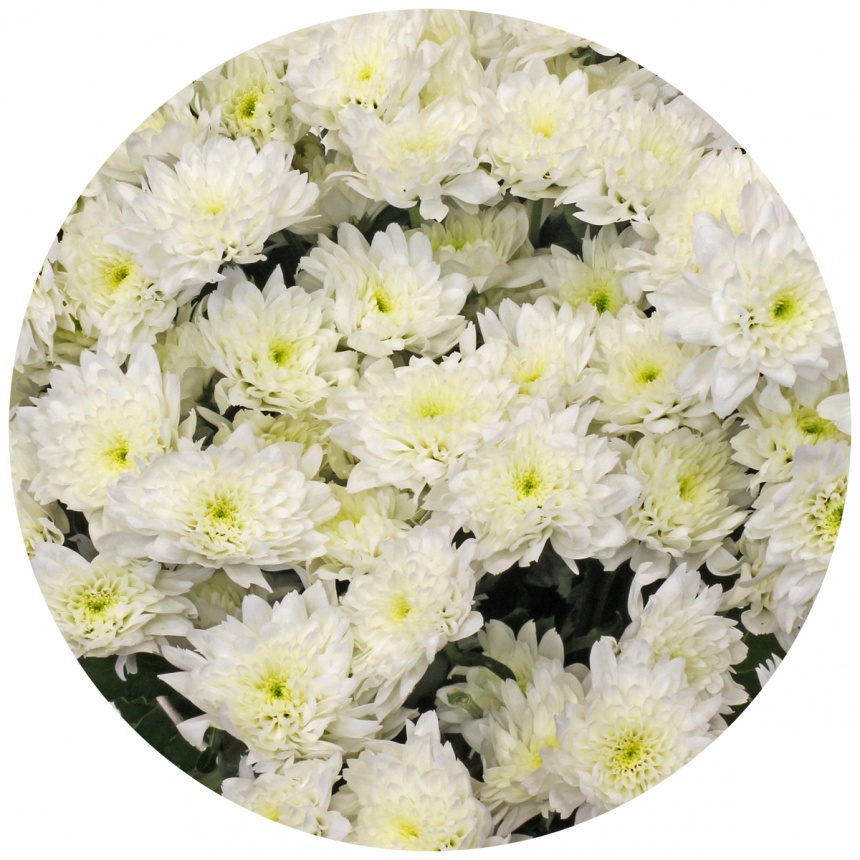 Хризантема кустовая Евро белая (Euro white)