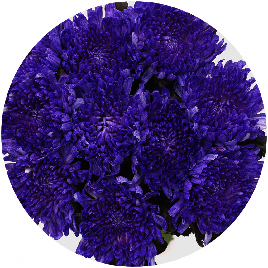 Хризантема одноголовая Антонов Экспрешн (Antonov Expression)