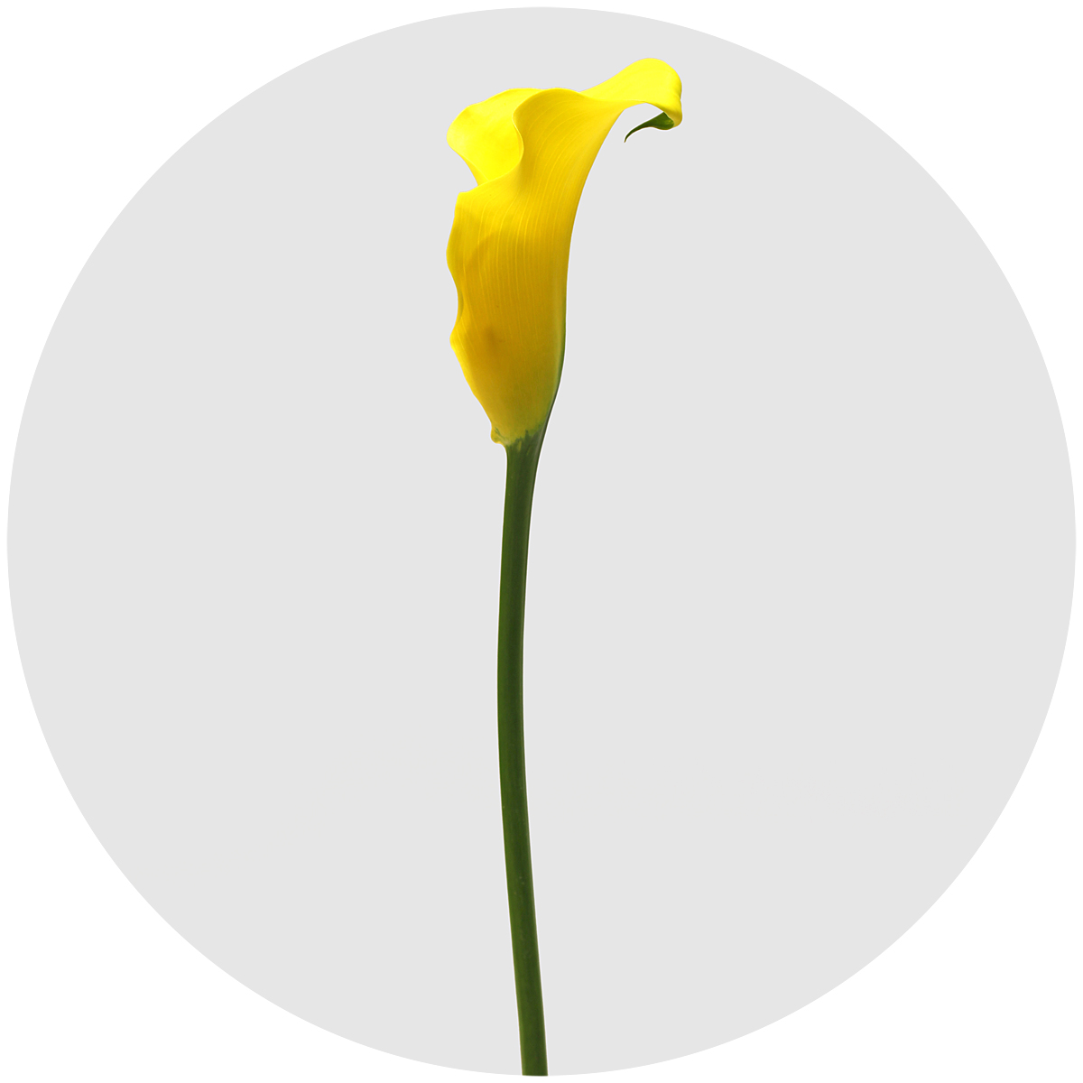 Калла мини Капитан Морелли (Captain Morelli)